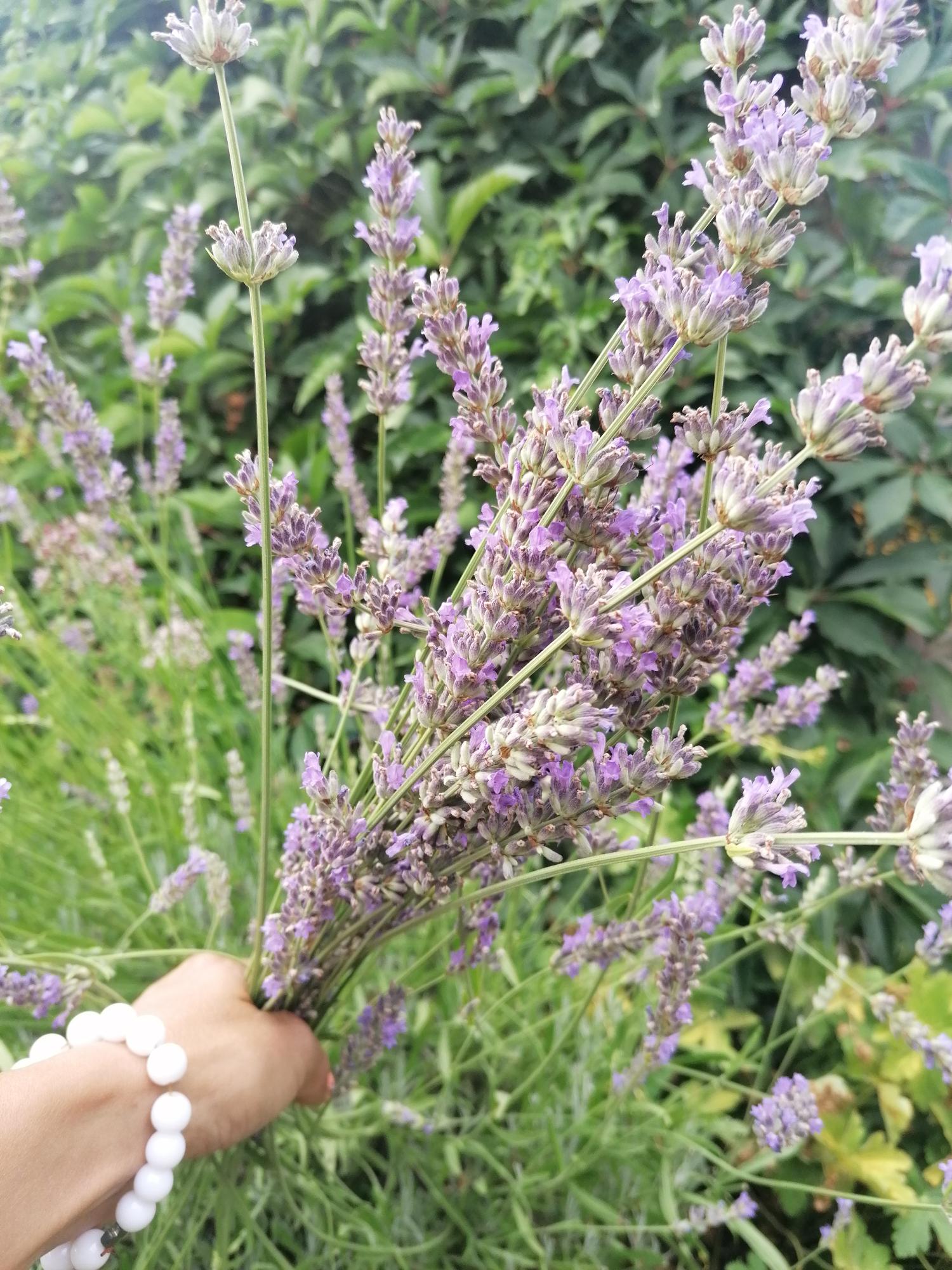 Kako se suši lavanda? - Demetra